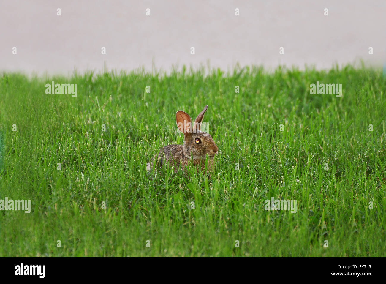 Rabbit in grass hi-res stock photography and images - Alamy