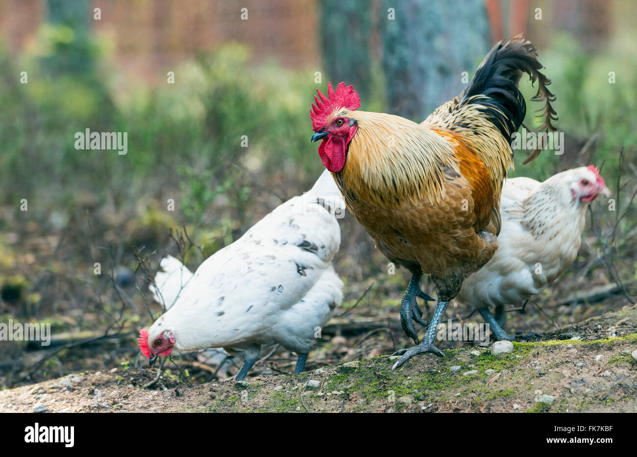 Cock and hens Stock Photo - Alamy