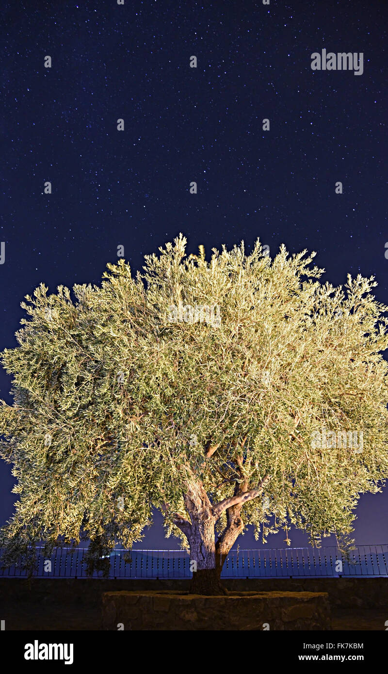 Olive illuminated Starry Night Stock Photo - Alamy