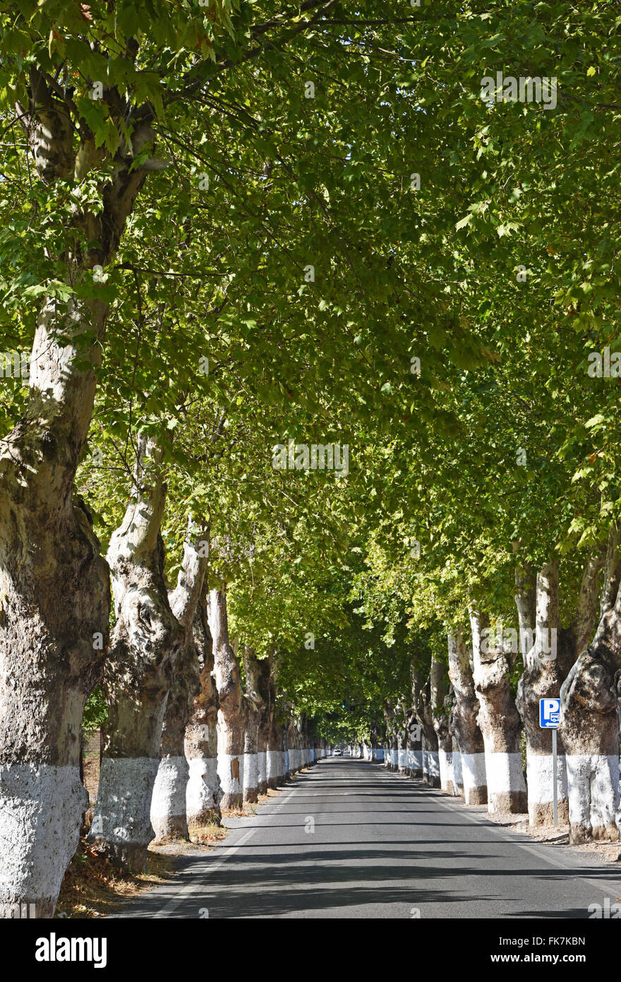 Road between green trees Stock Photo - Alamy