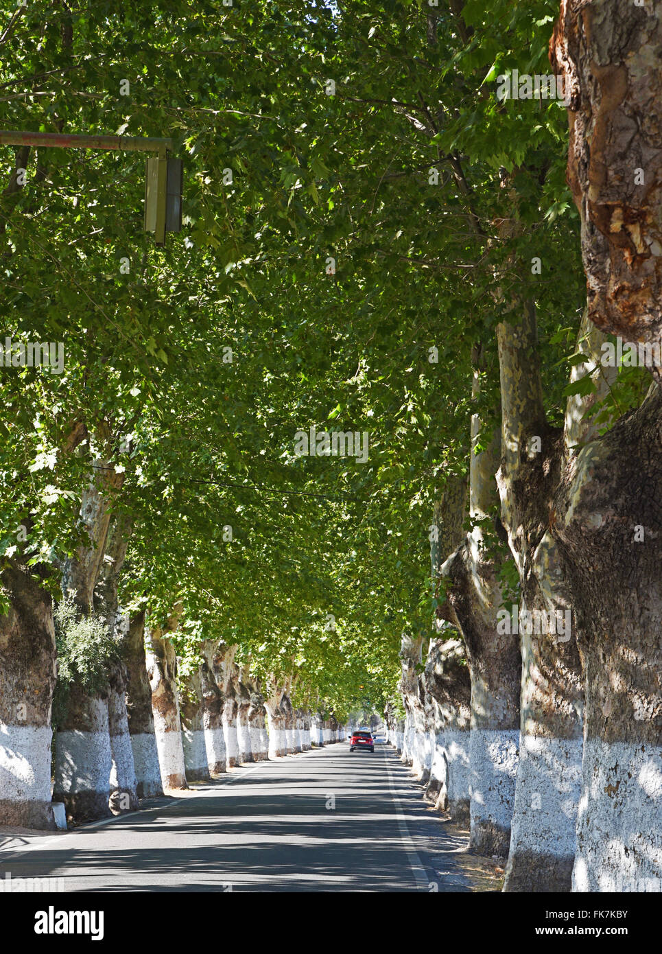 Road between green trees Stock Photo - Alamy