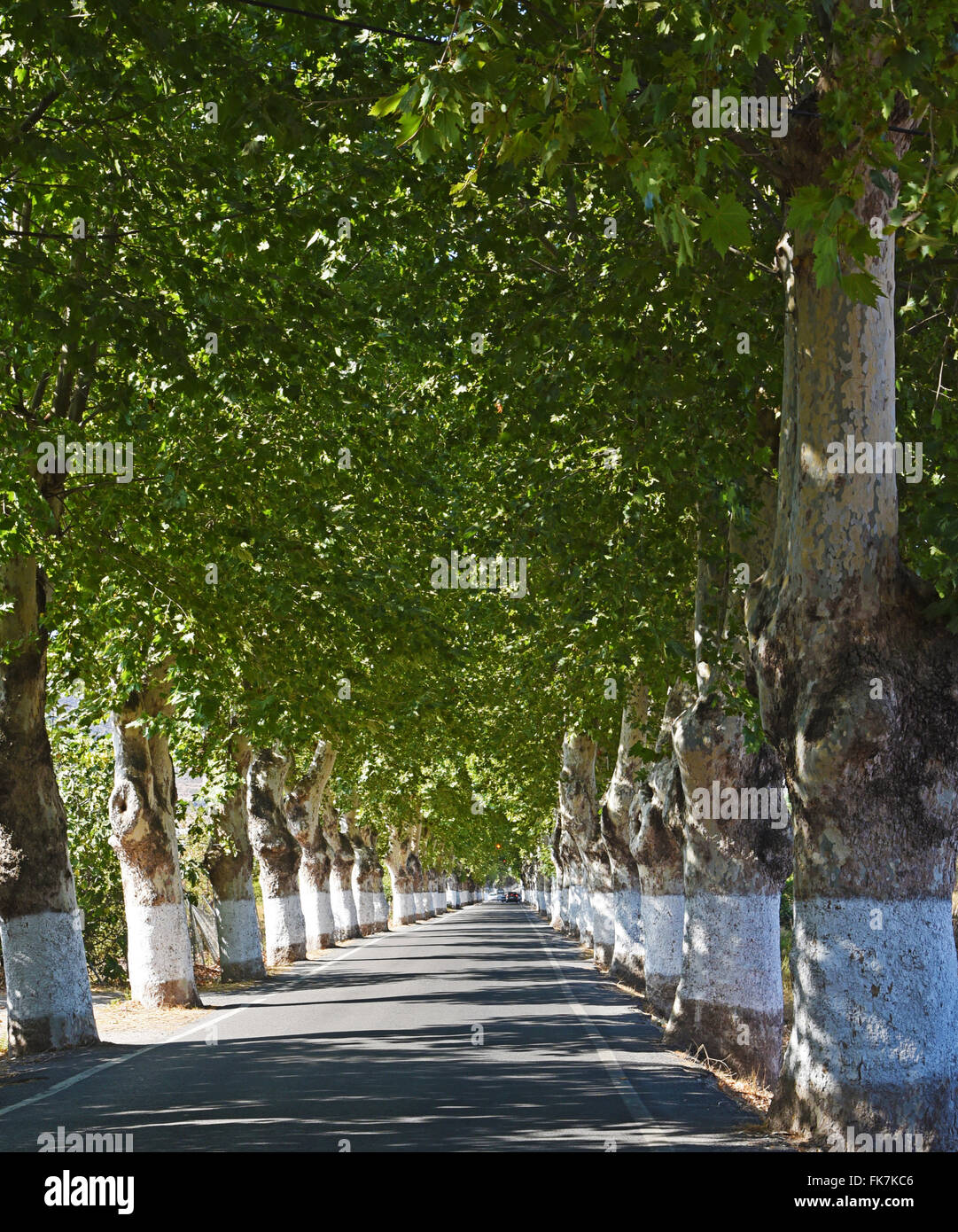 Curvature of tree hi-res stock photography and images - Alamy