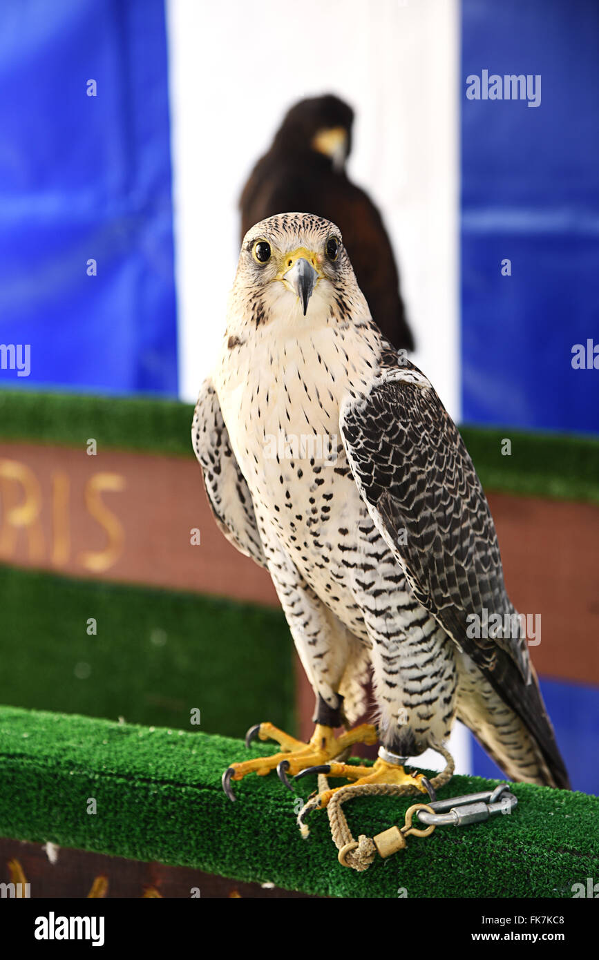 Falcon talon hi-res stock photography and images - Alamy