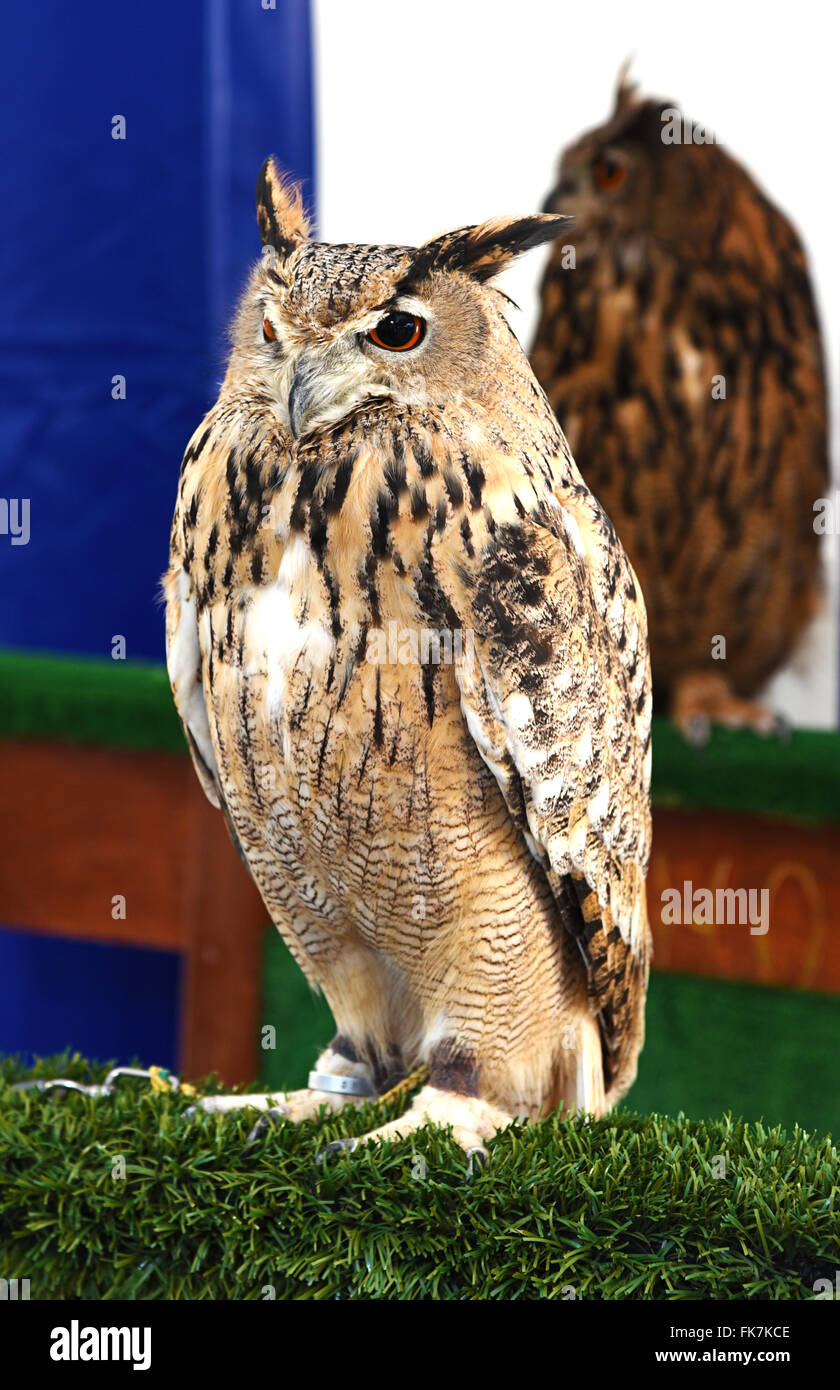 Real wildlife hi-res stock photography and images - Alamy