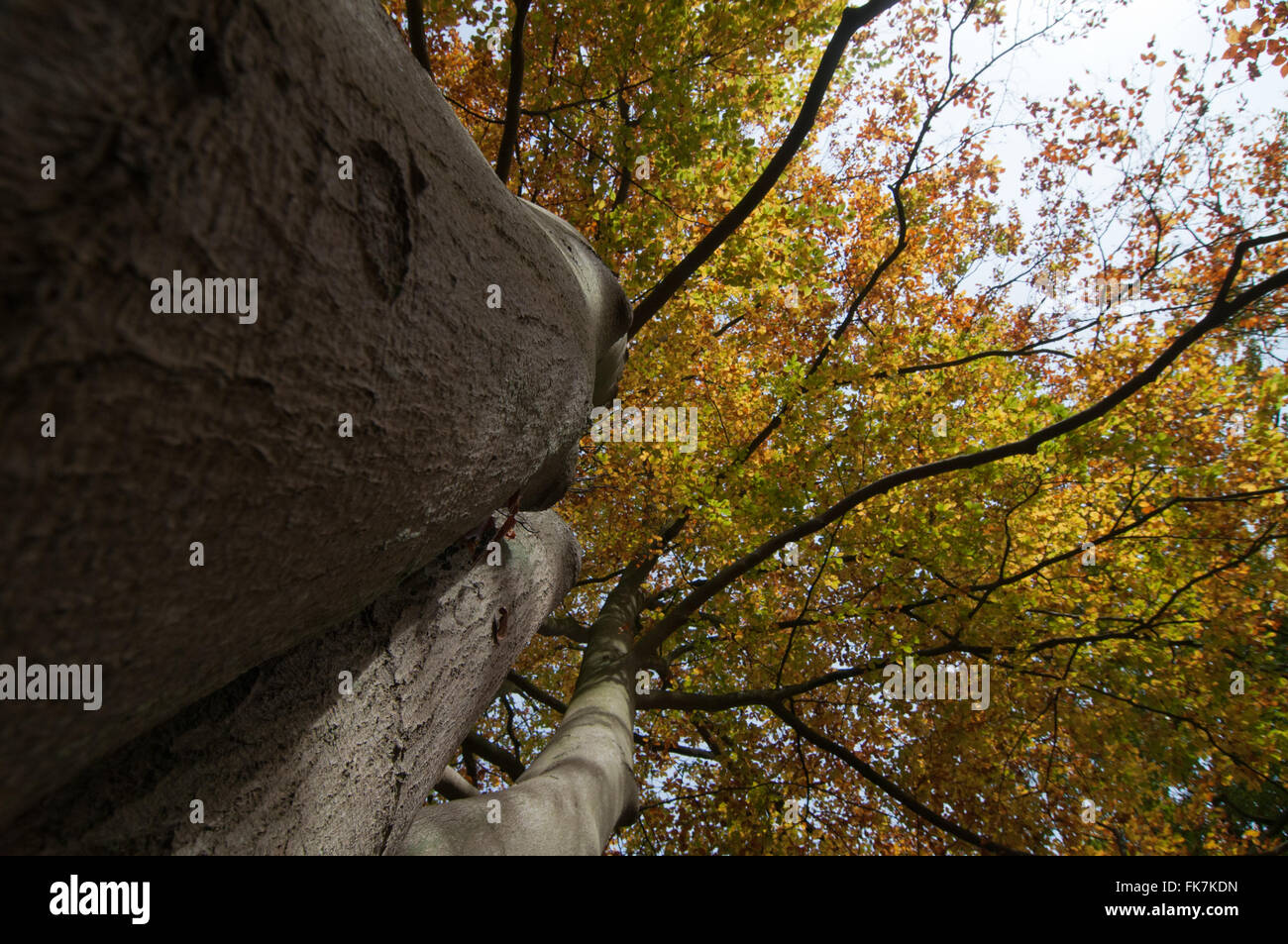 Common beech (Fagus sylvatica) in autumnal colours Stock Photo - Alamy