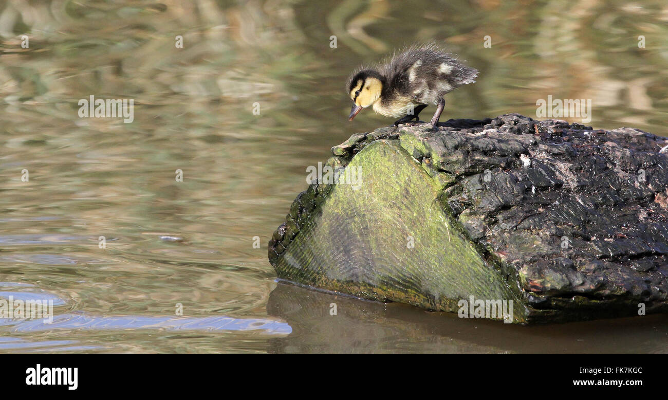 Water duckling to jump hi-res stock photography and images - Alamy