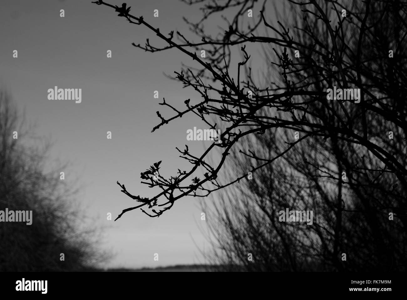 Dark spring hi-res stock photography and images - Alamy