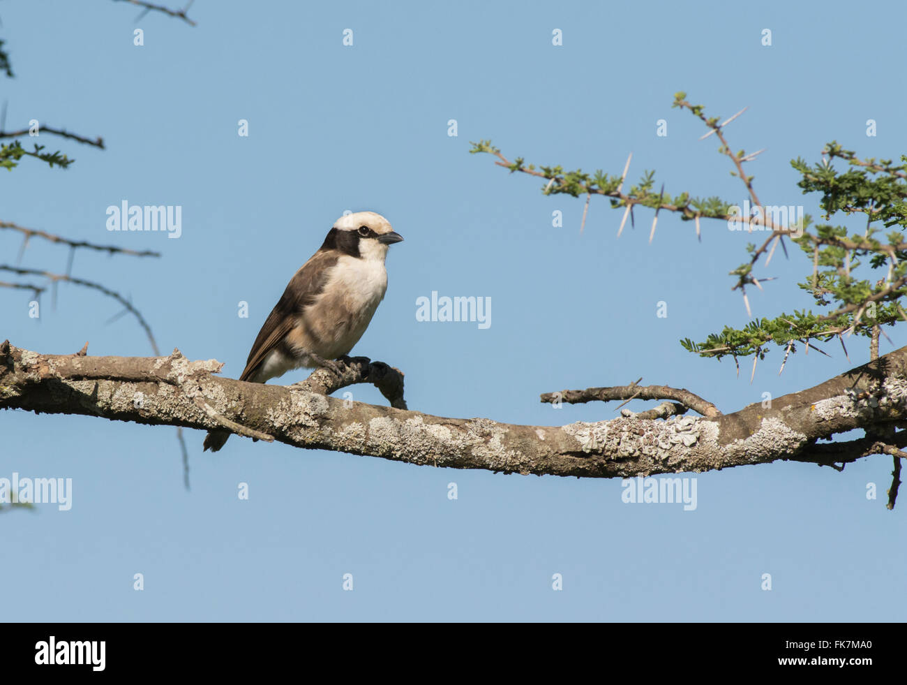 Northern white crowned hi-res stock photography and images - Alamy