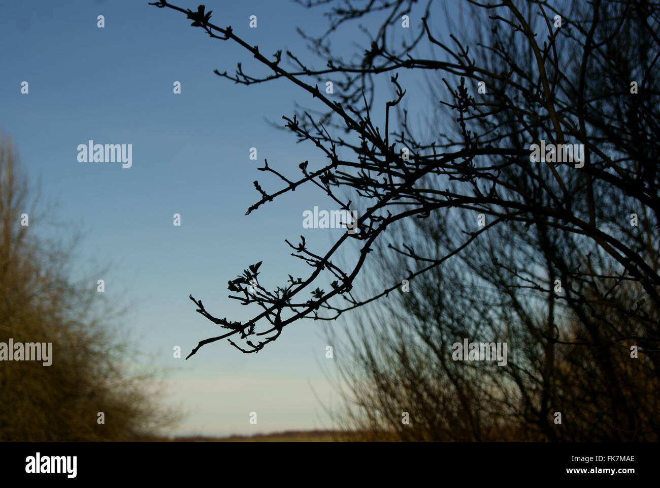 Dark spring hi-res stock photography and images - Alamy