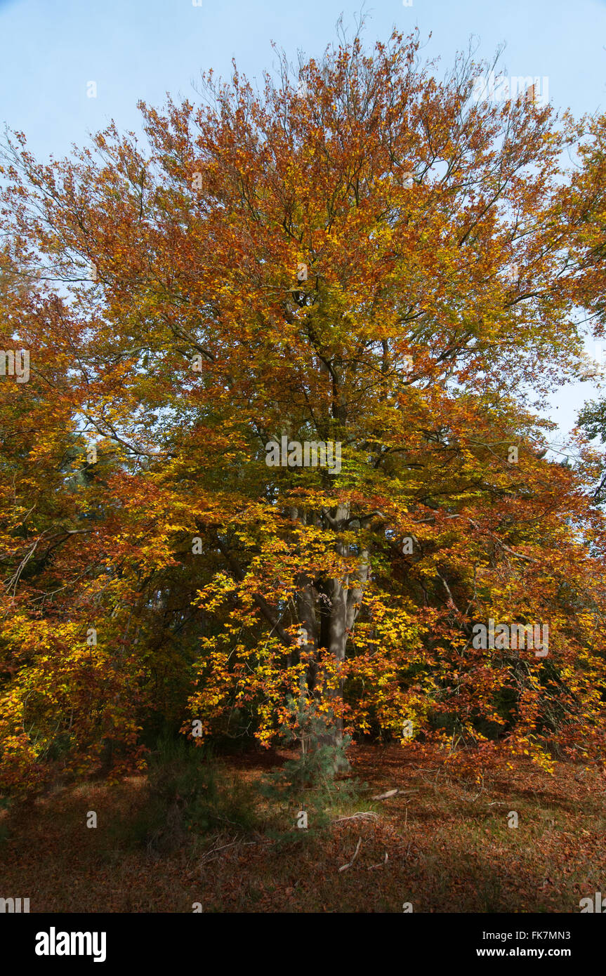 Common beech (Fagus sylvatica) in autumnal colours Stock Photo - Alamy