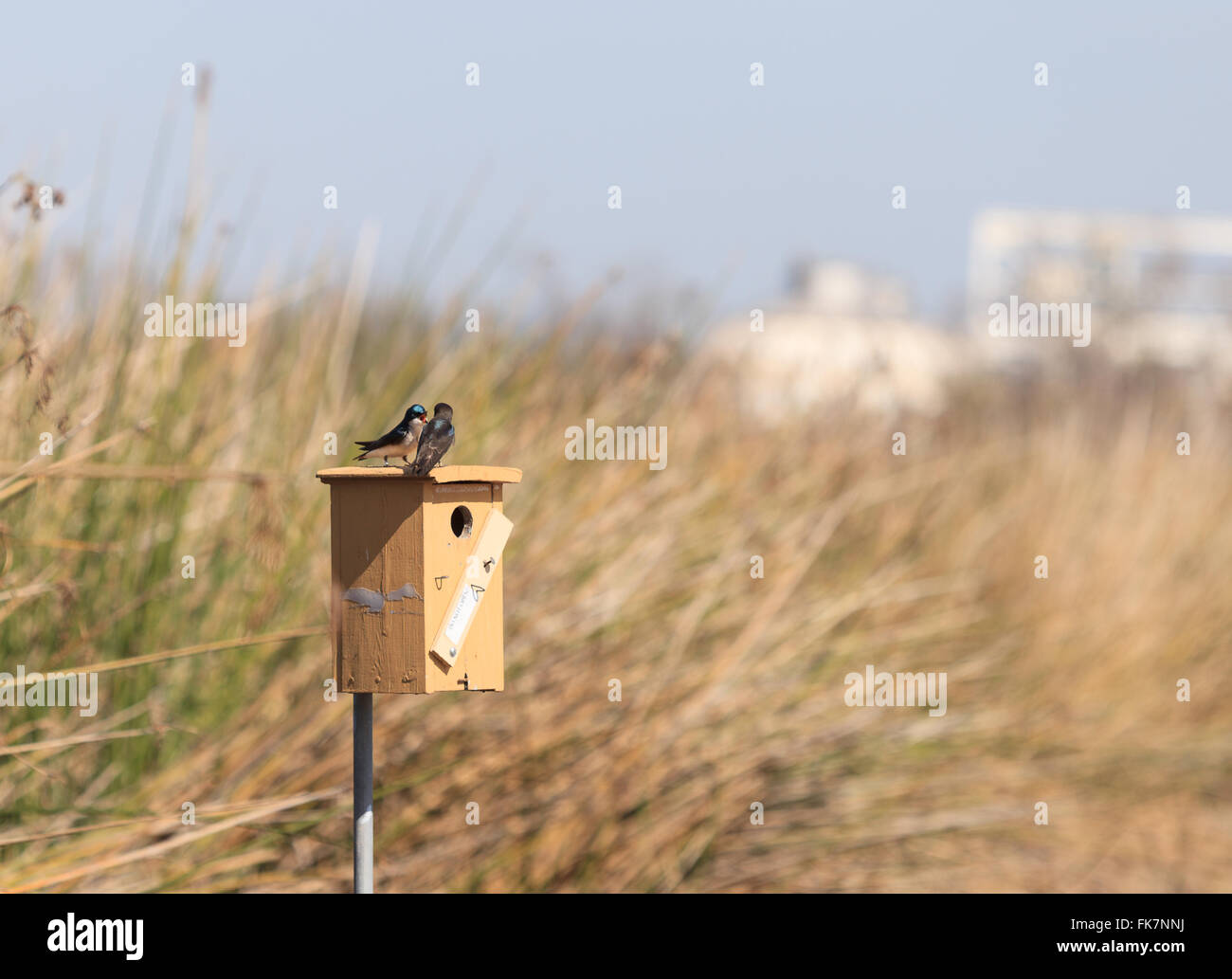 Blue Tree swallow bird, Tachycineta bicolor, sits on a nesting box in ...