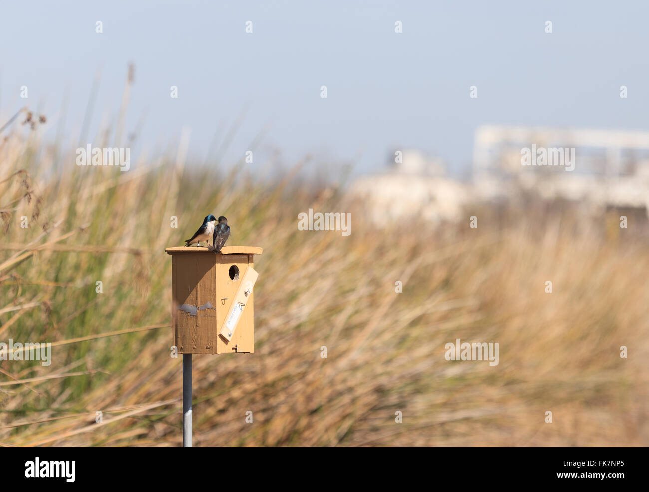 Blue Tree swallow bird, Tachycineta bicolor, sits on a nesting box in ...