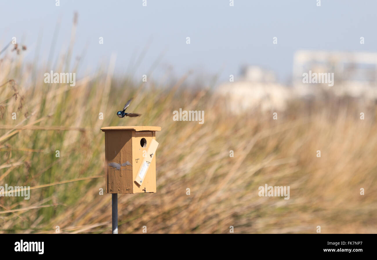 Blue Tree swallow bird, Tachycineta bicolor, sits on a nesting box in ...