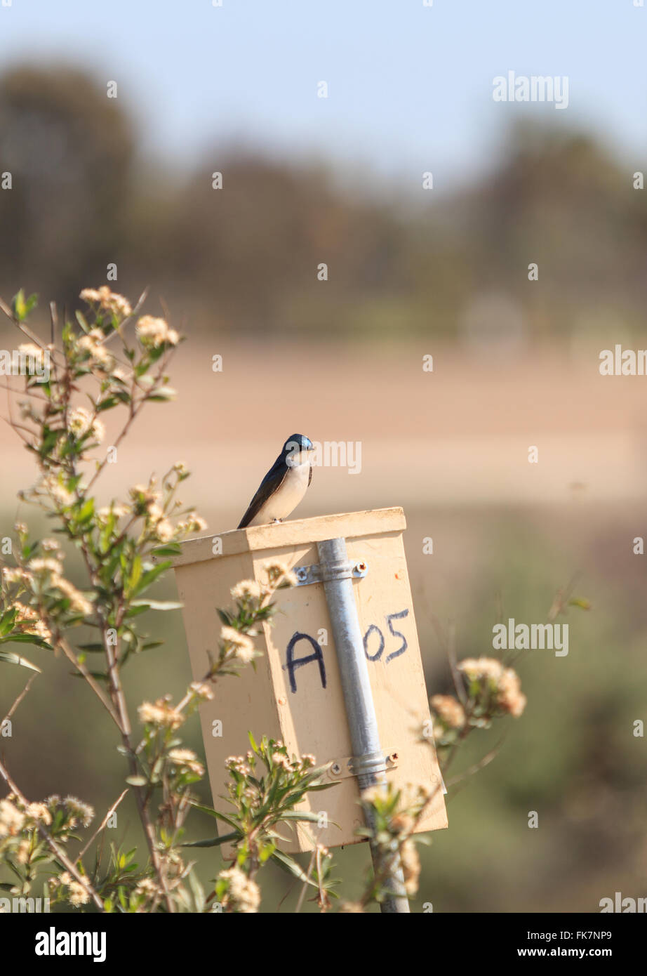 Tree swallow nestbox hi-res stock photography and images - Alamy