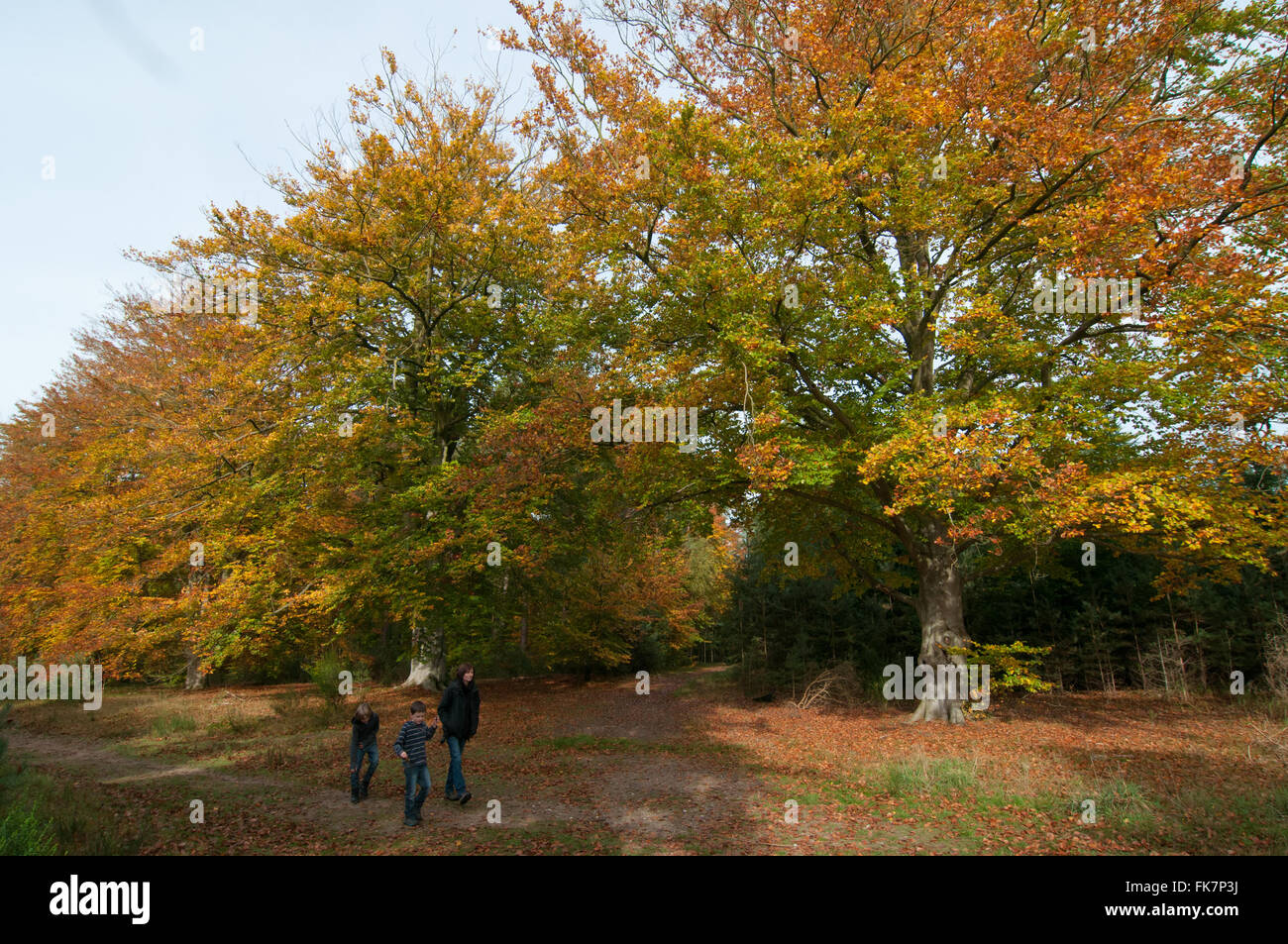 Common beech (Fagus sylvatica) in autumnal colours Stock Photo - Alamy