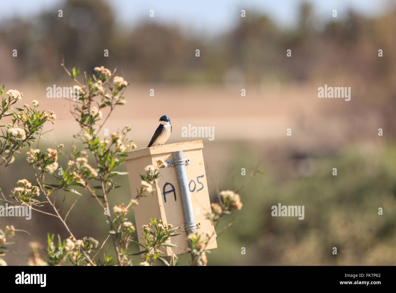 Blue Tree swallow bird, Tachycineta bicolor, sits on a nesting box in ...