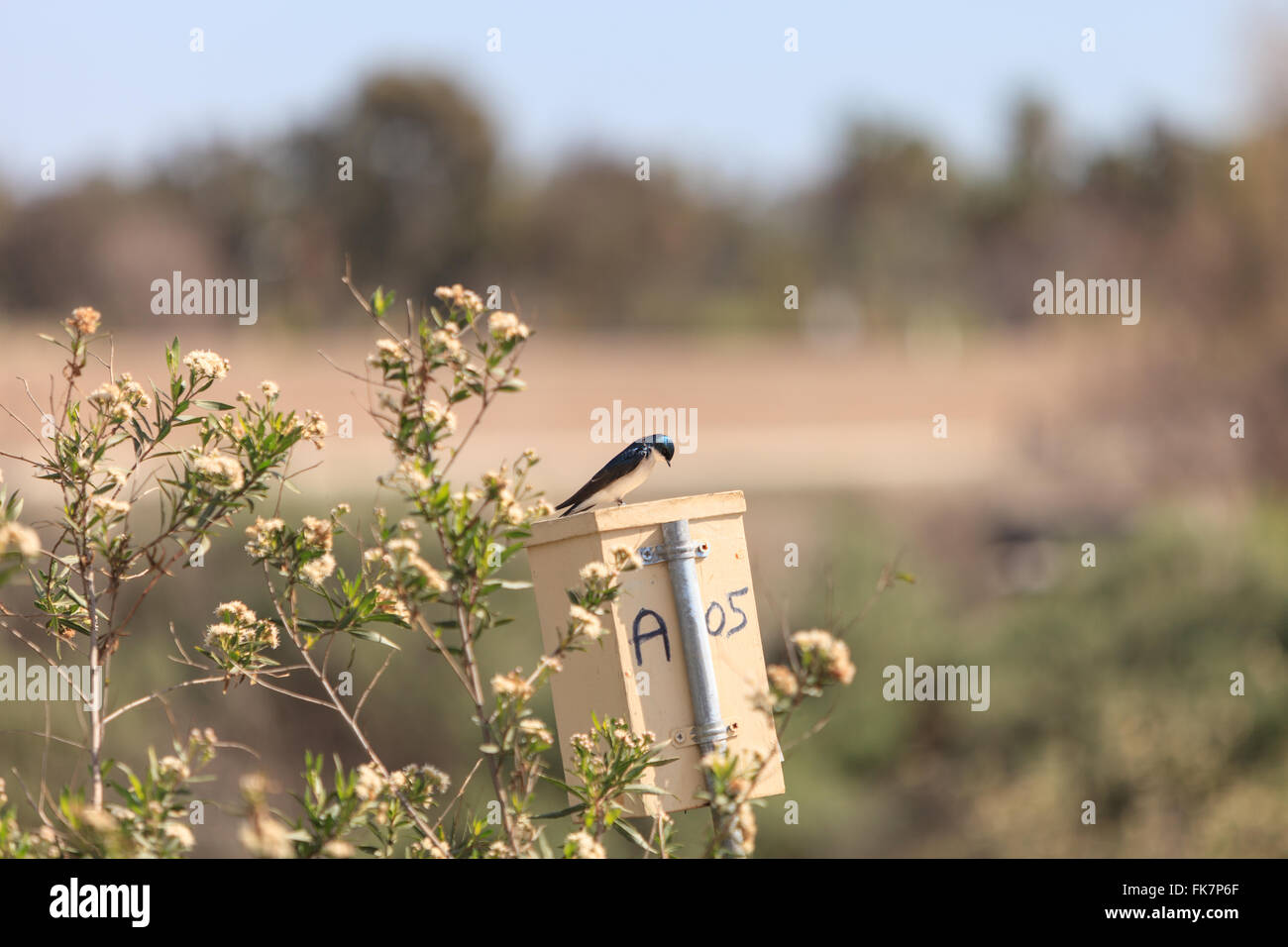Blue Tree swallow bird, Tachycineta bicolor, sits on a nesting box in ...