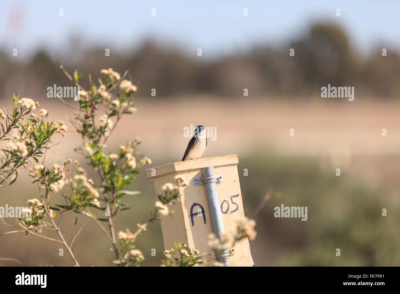 Blue Tree swallow bird, Tachycineta bicolor, sits on a nesting box in ...