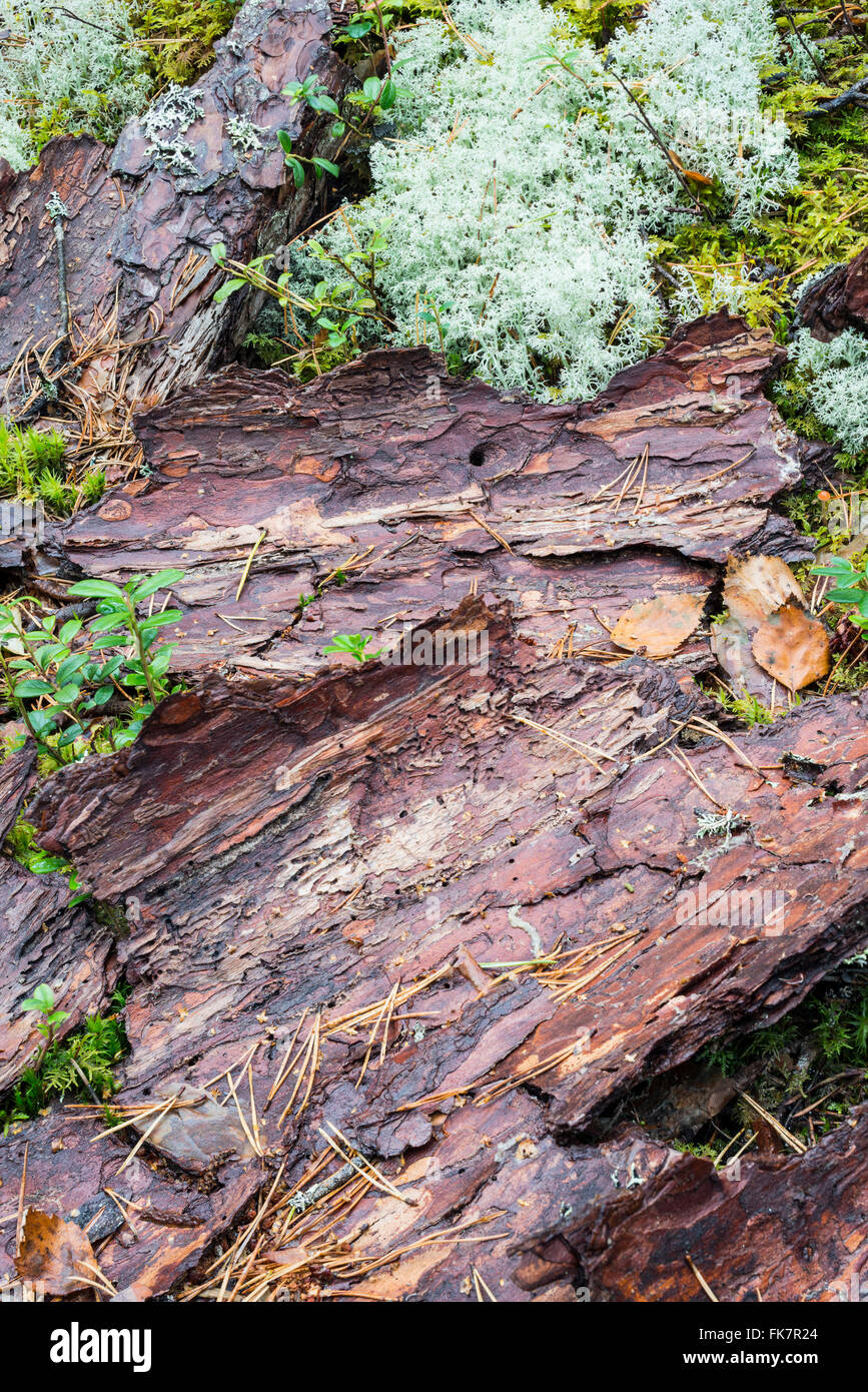 Fallen bark from dead pine tree Stock Photo - Alamy