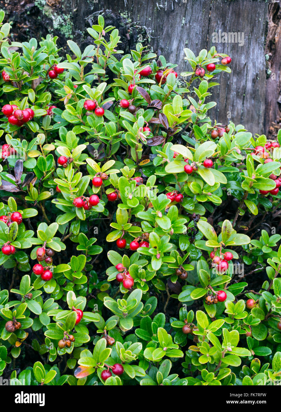 Cowberries hi-res stock photography and images - Alamy