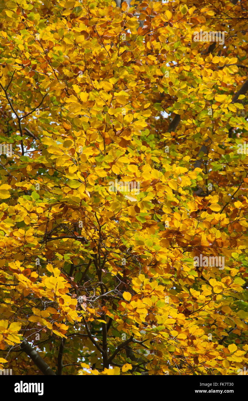 Common beech (Fagus sylvatica) branches in autumnal colours Stock Photo ...