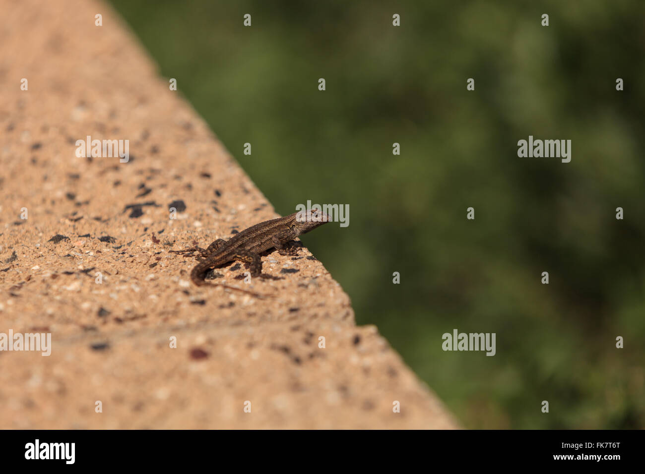 Brown common fence lizard, Sceloporus occidentalis, perches on a ledge ...