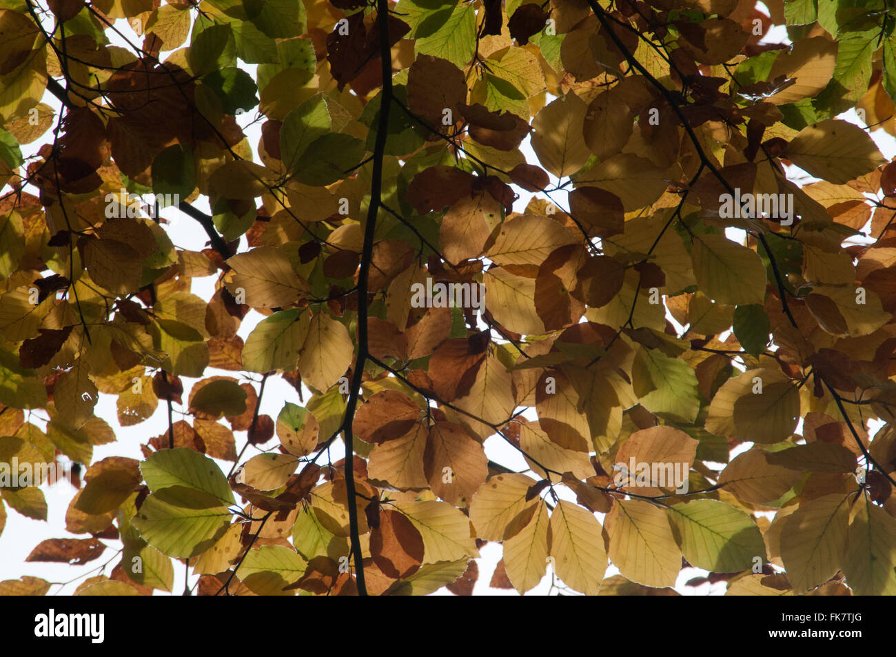 Common beech (Fagus sylvatica) branches in autumnal colours Stock Photo ...