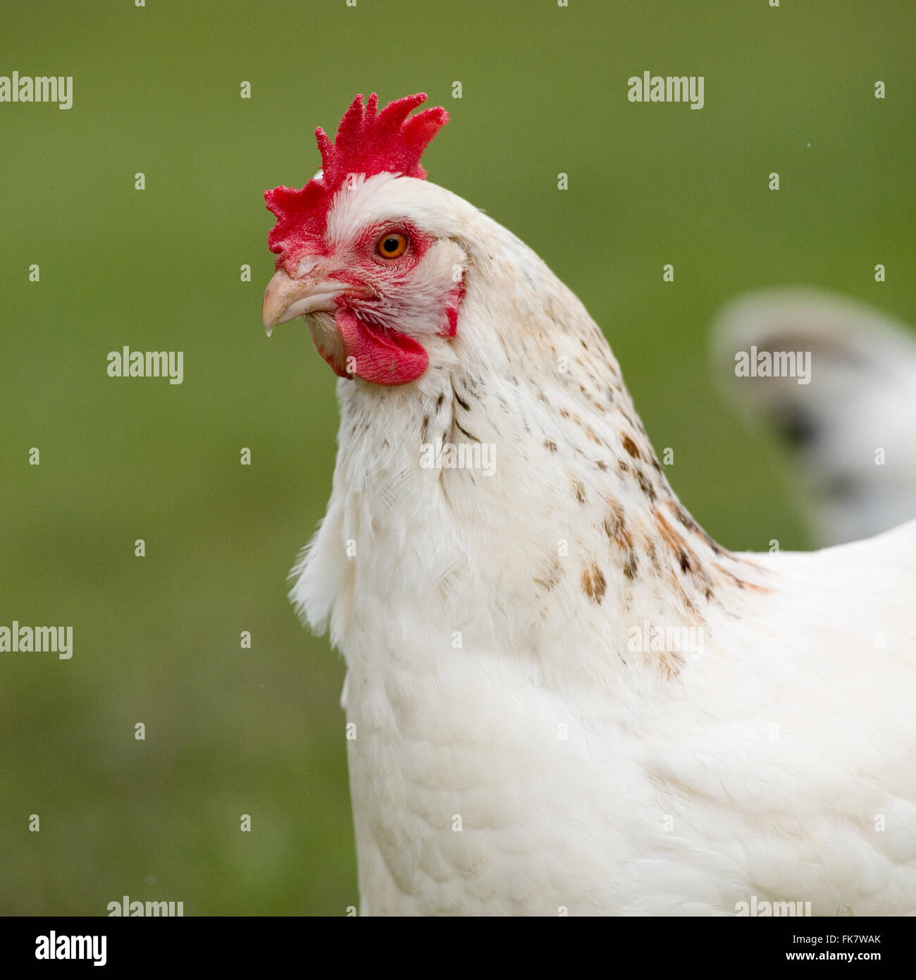 Chicken breeding farm hi-res stock photography and images - Alamy