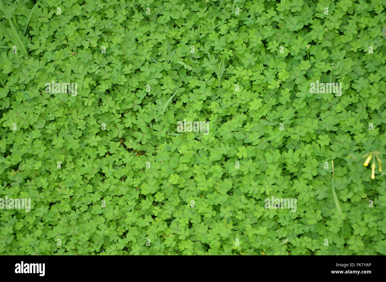 Green clover leafs hi-res stock photography and images - Alamy