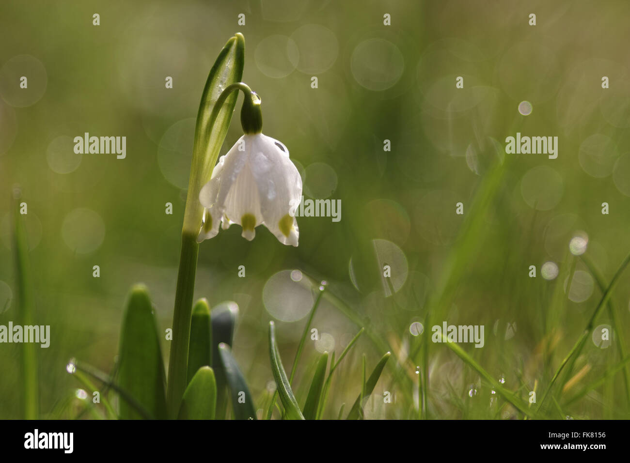 Snowflake flowers in a garden Stock Photo - Alamy
