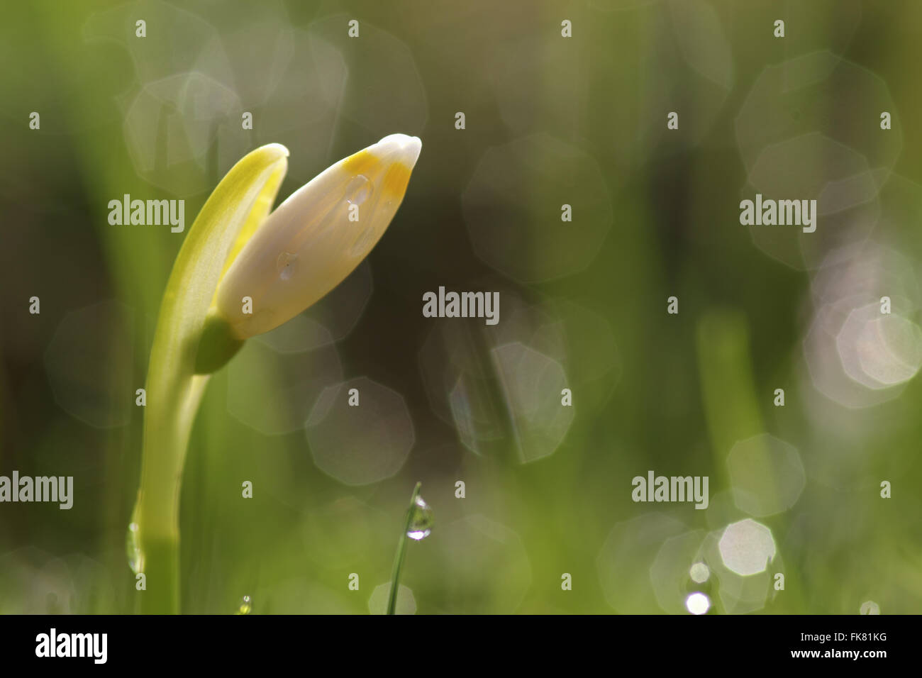 Snowflake flowers in a garden Stock Photo - Alamy