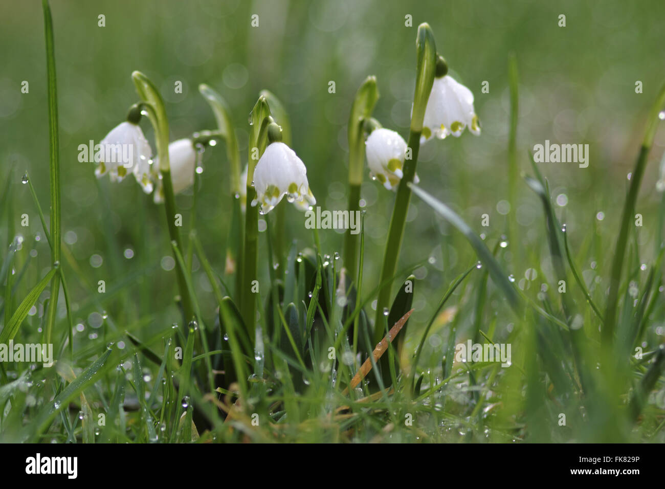 Snowflake flowers in a garden Stock Photo - Alamy