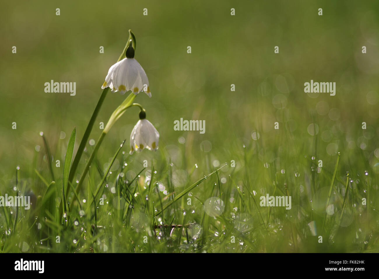 Snowflake flowers in a garden Stock Photo - Alamy