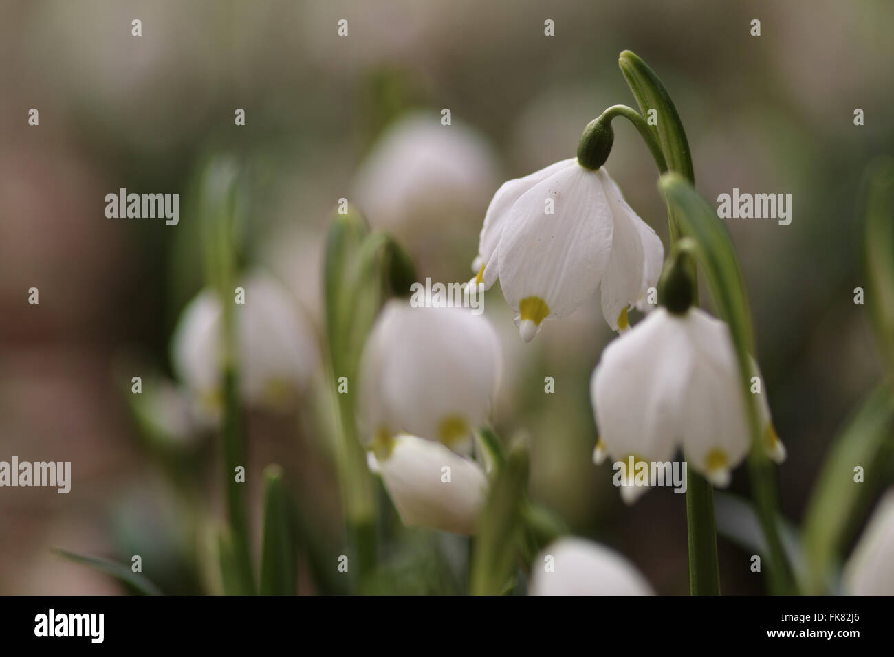 Snowflake flowers in a garden Stock Photo - Alamy