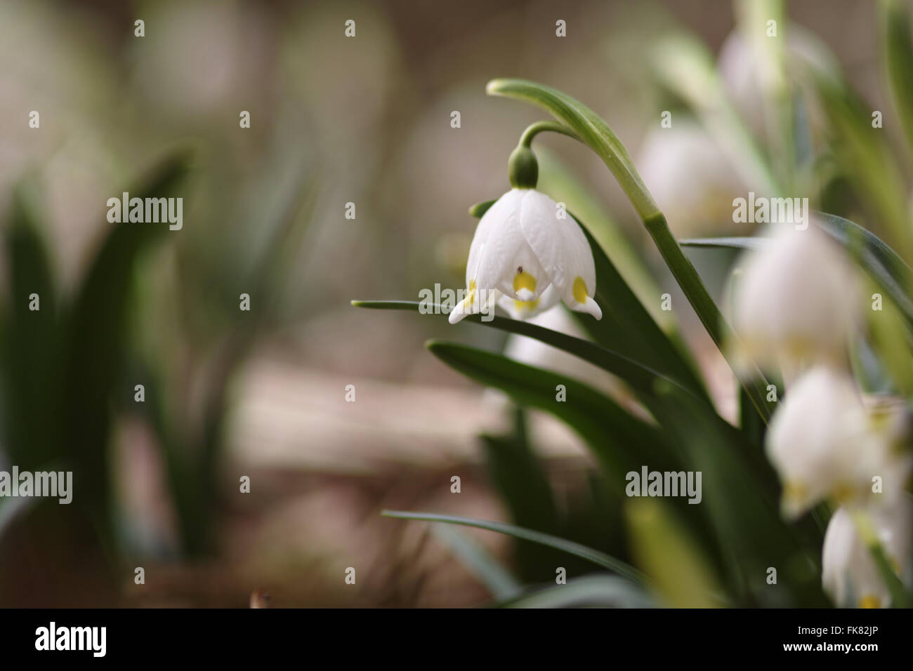 Snowflake flowers in a garden Stock Photo - Alamy
