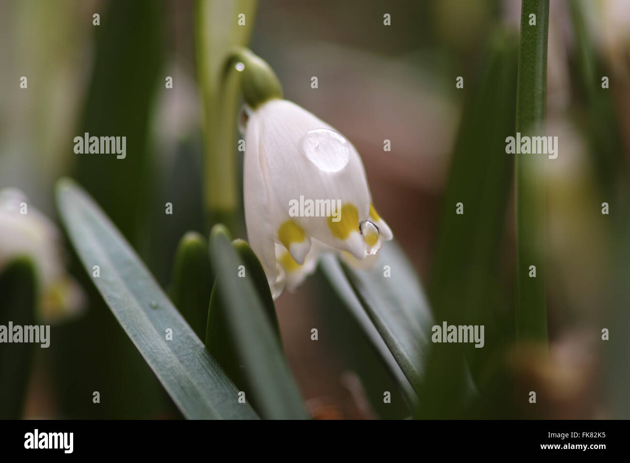 Snowflake flowers in a garden Stock Photo - Alamy