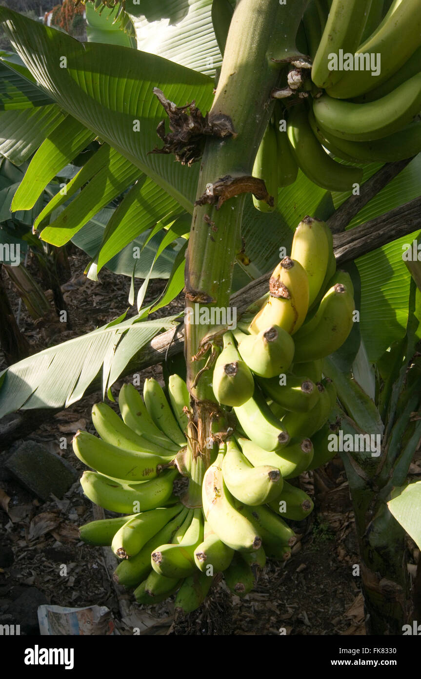 Banana Palm High Resolution Stock Photography and Images - Alamy
