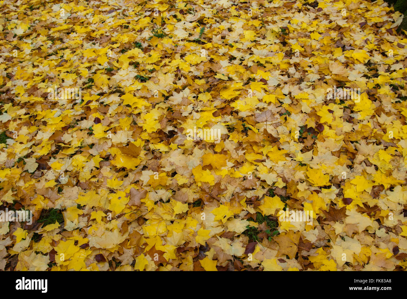 Maple leaves (acer spp Stock Photo - Alamy