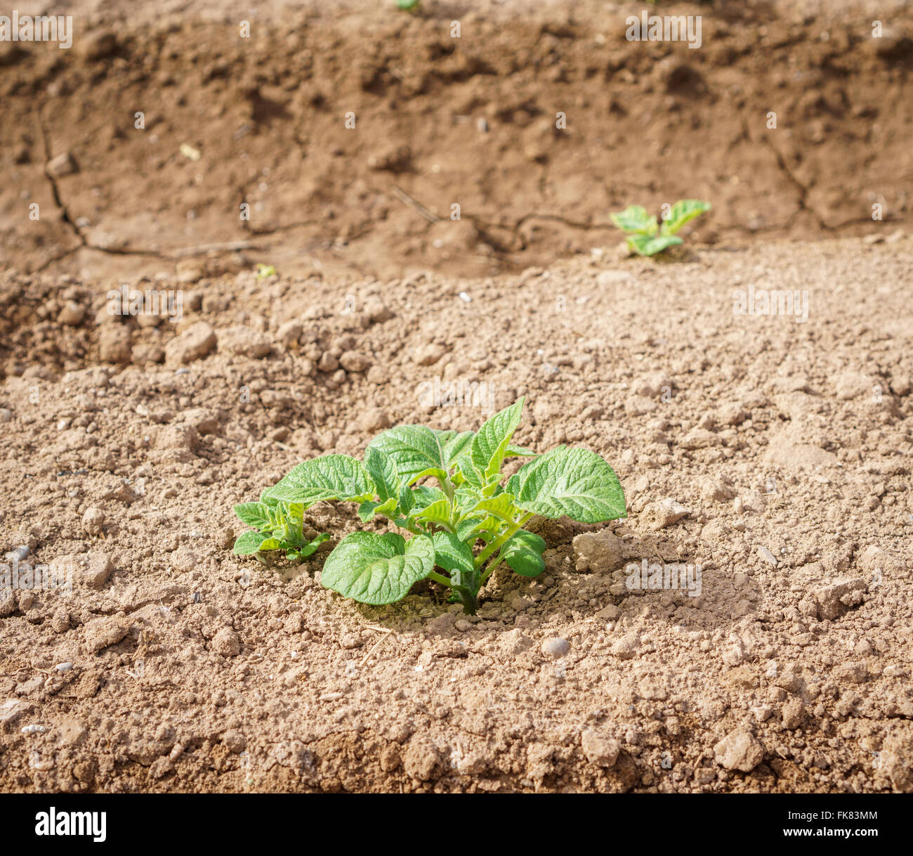Potato plantation closeup Stock Photo - Alamy