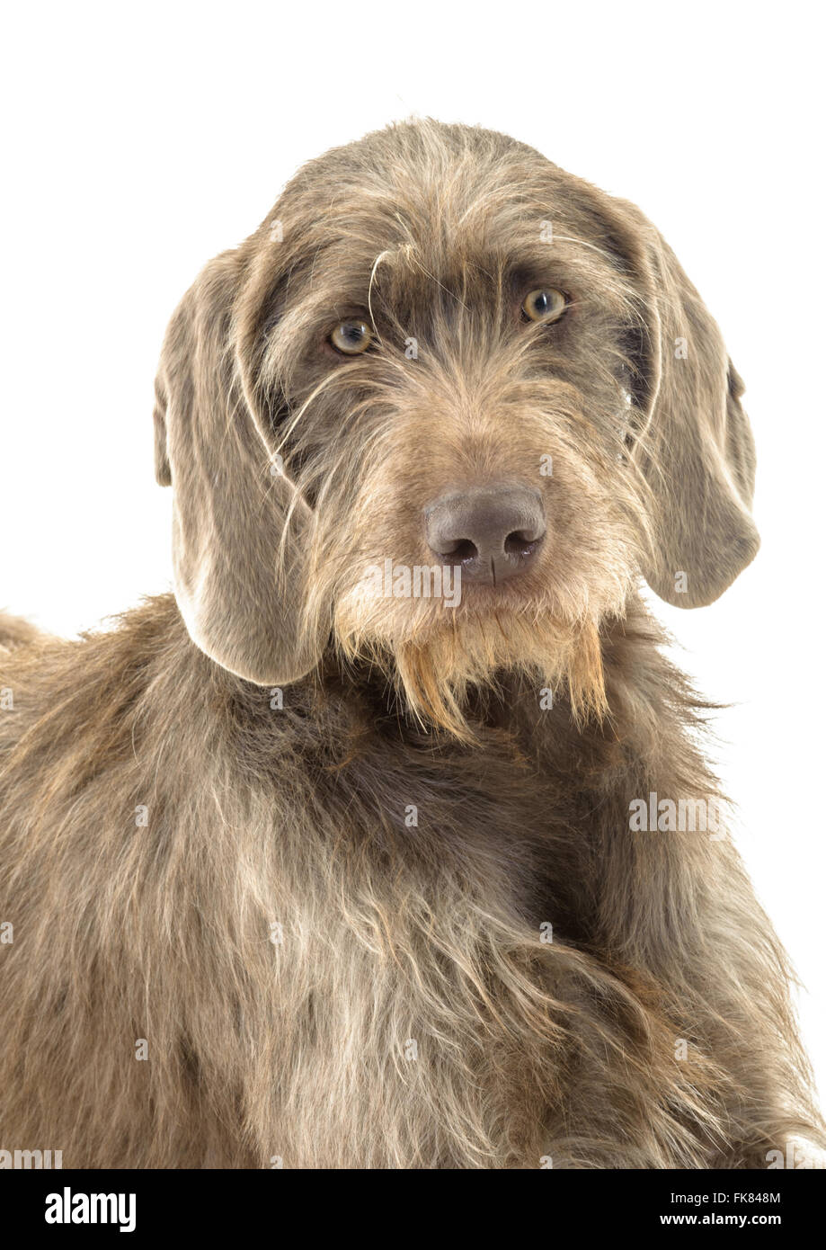 A Slovakian Rough Haired Pointer, studio portrait with white background ...