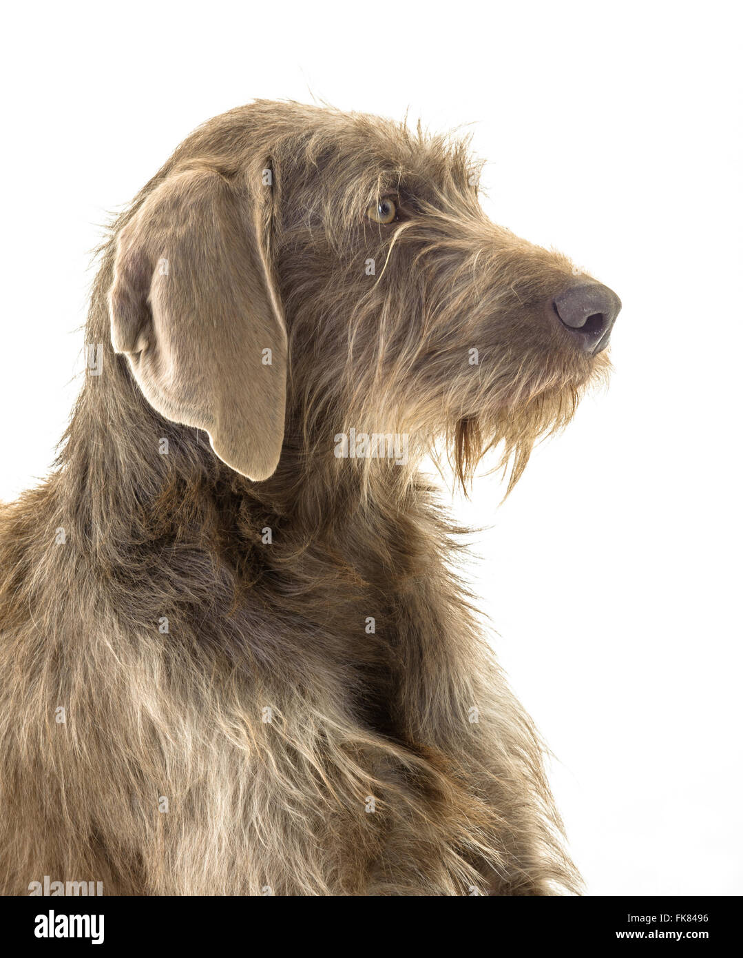 A Slovakian Rough Haired Pointer, studio portrait with white background ...