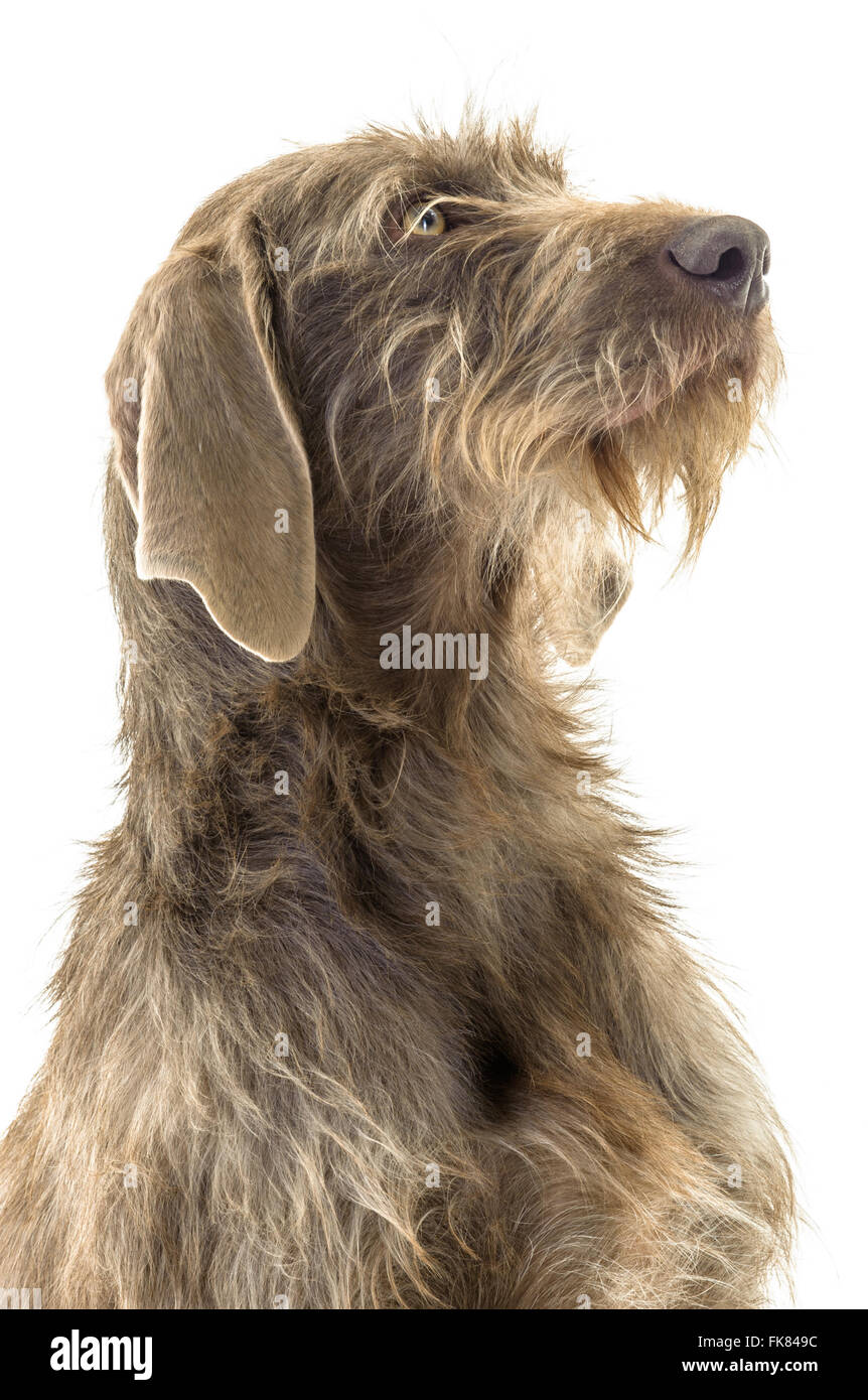 A Slovakian Rough Haired Pointer, studio portrait with white background ...