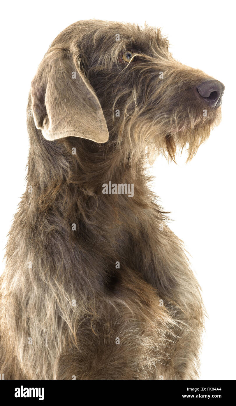 A Slovakian Rough Haired Pointer, studio portrait with white background ...