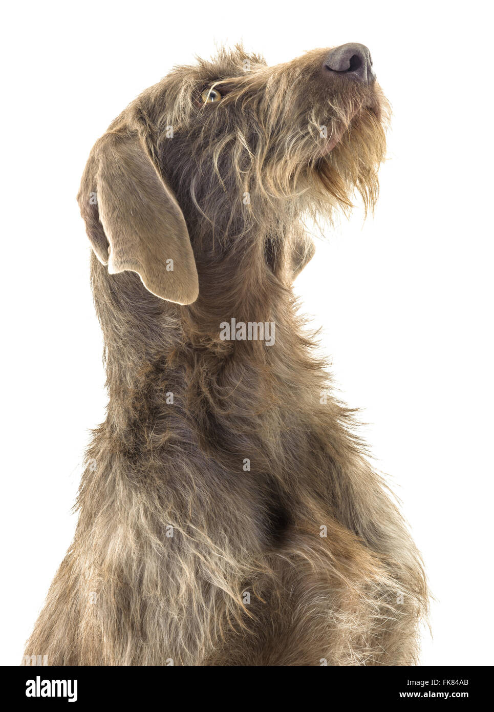 A Slovakian Rough Haired Pointer, studio portrait with white background ...