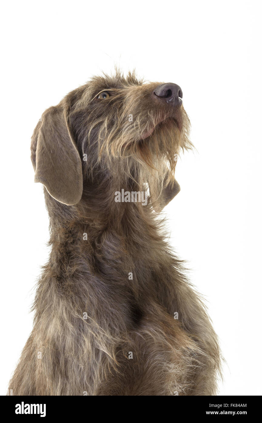 A Slovakian Rough Haired Pointer, studio portrait with white background ...