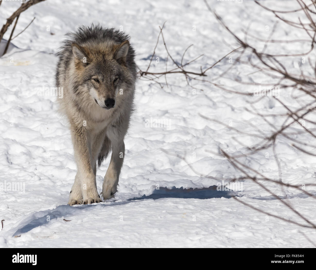 Timber wolf in a winter scene Stock Photo - Alamy