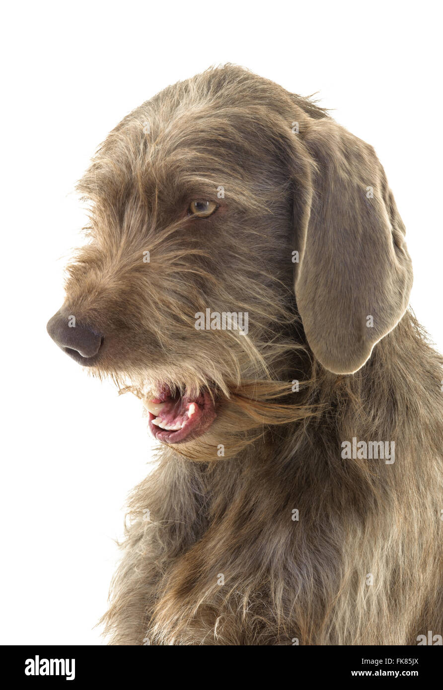 A Slovakian Rough Haired Pointer, studio portrait with white background ...