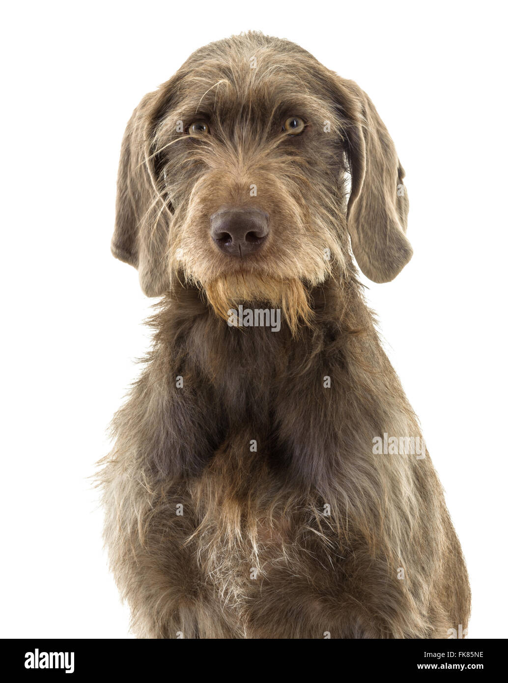 Rough haired hi-res stock photography and images - Alamy