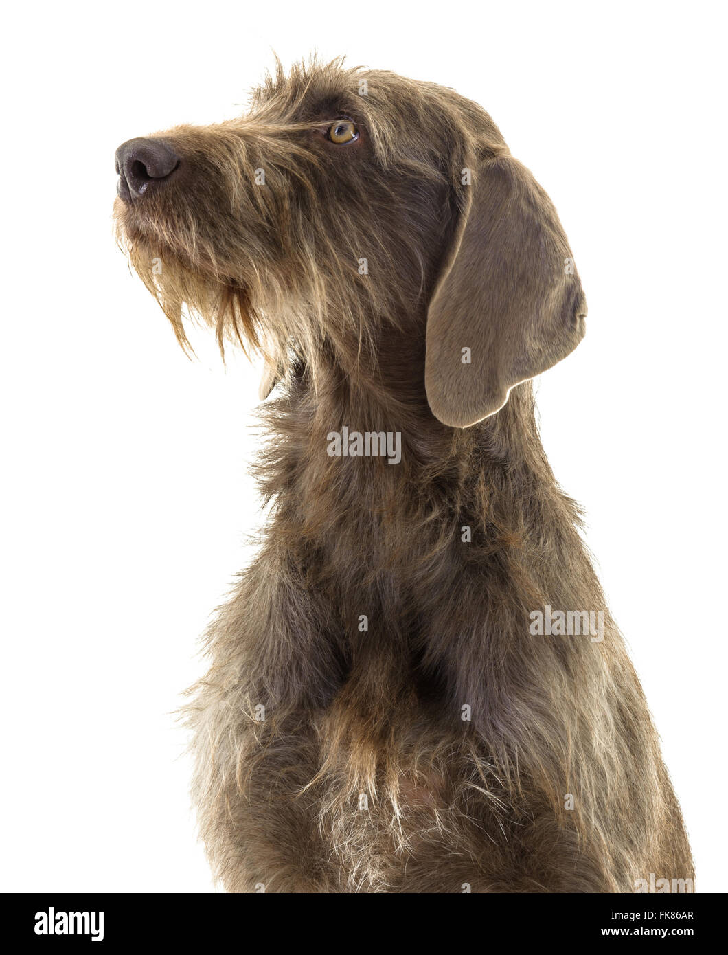 Slovakian rough haired pointer hi-res stock photography and images - Alamy