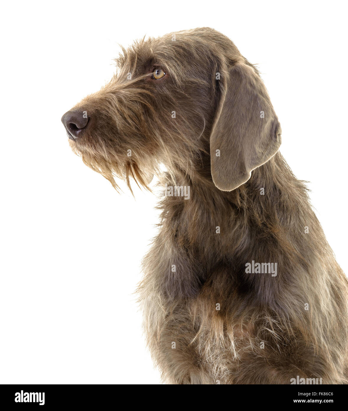 Roughhaired pointer hi-res stock photography and images - Alamy